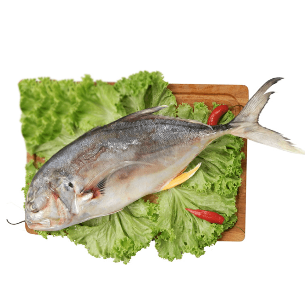 Peixe Xareu Inteiro Eviscerado de Água Salgada Resfriado | Peixes ...