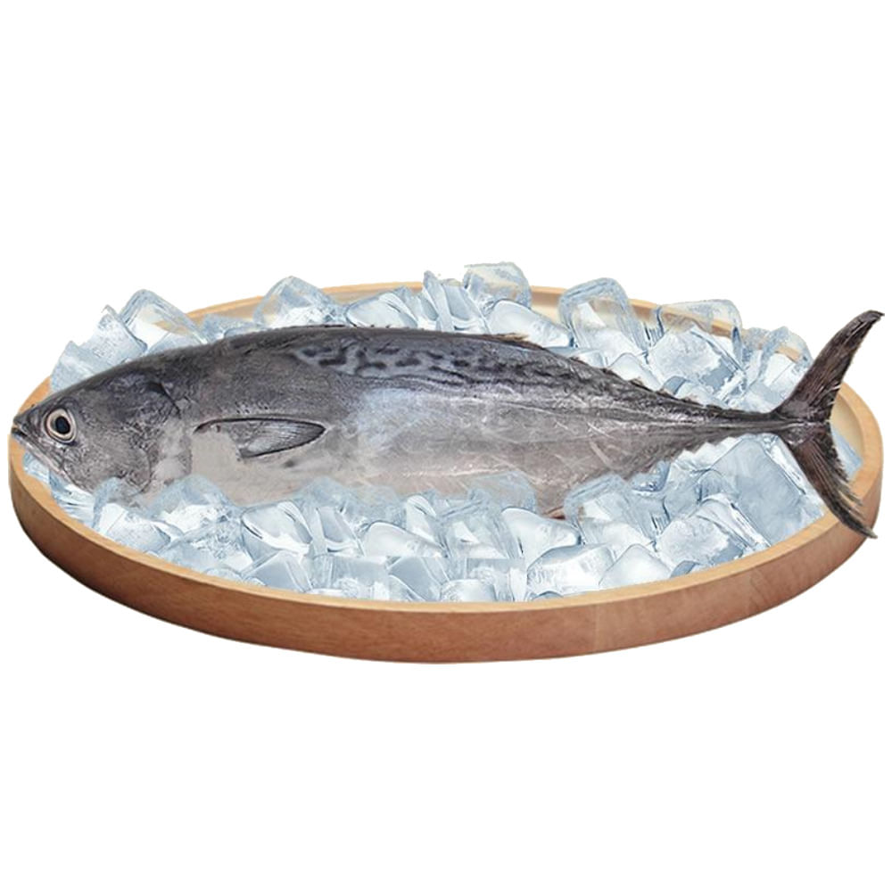 Peixe Atum/Bonito Inteiro Resfriado | Peixes | Gbarbosa