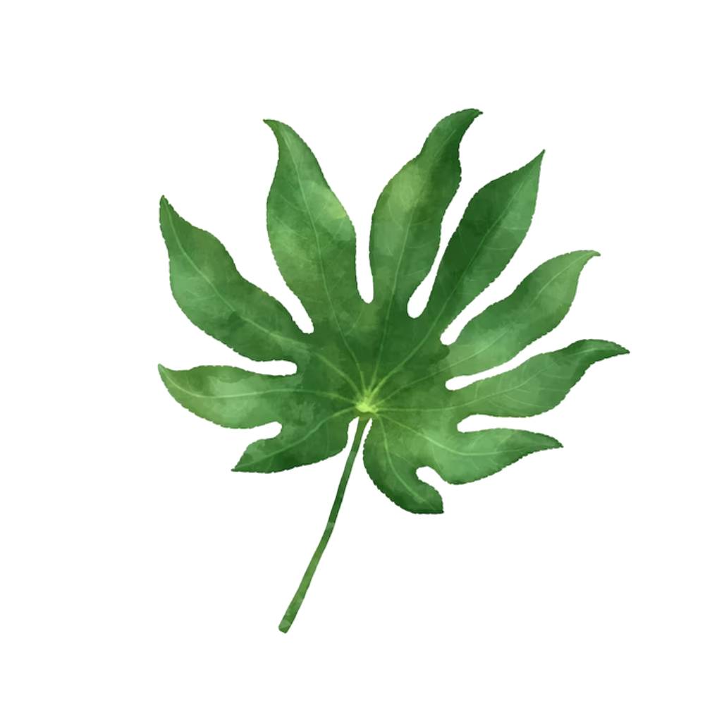 Planta Grillo Folha Real Toque Aralia 20cm | GBarbosa